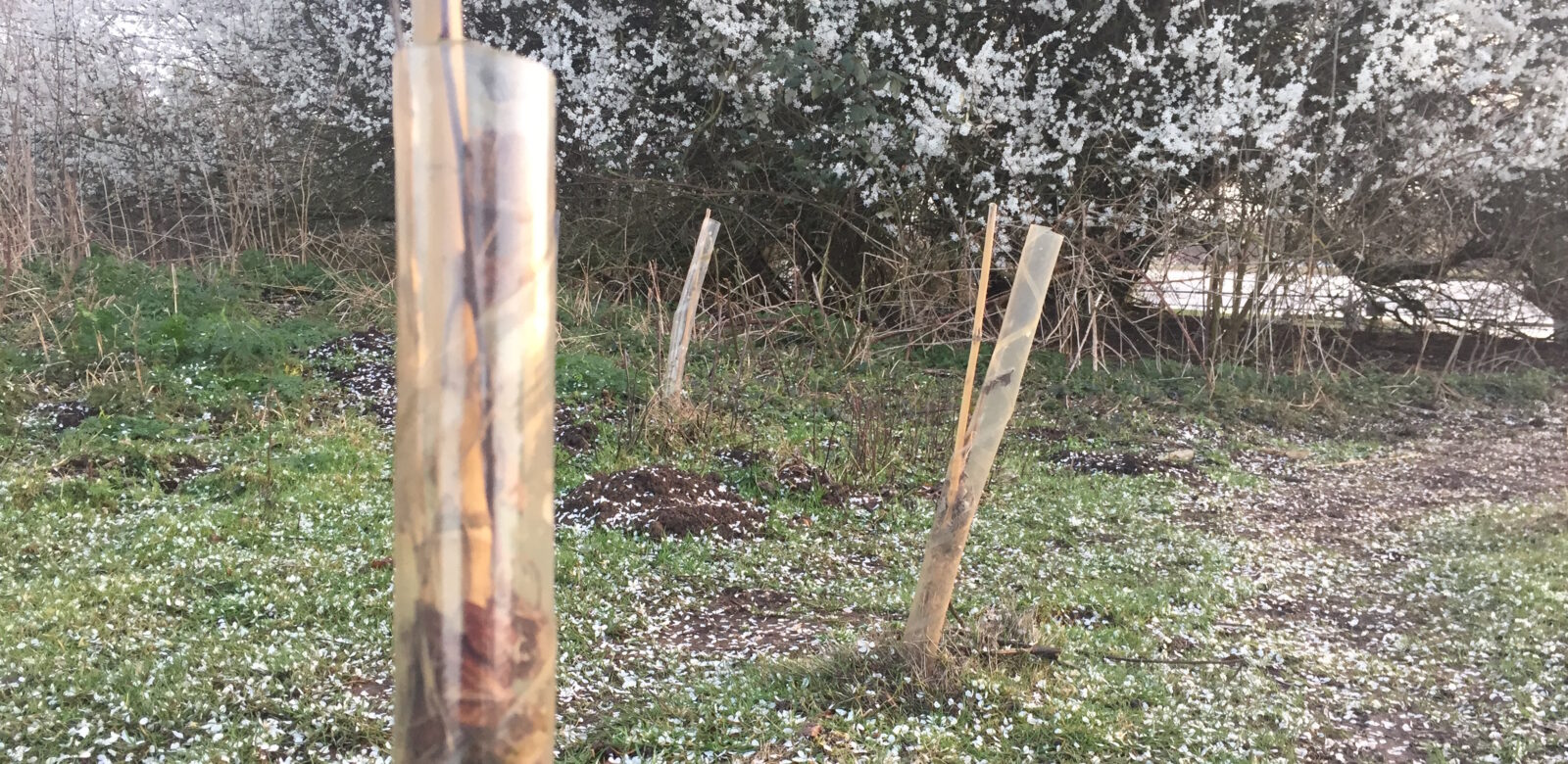 Tree guards: how can we promote reforestation and reduce plastic waste ...